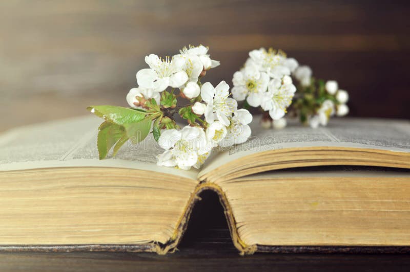 Abra La Biblia, Y Las Flores Hermosas En El Fondo Blanco Imagen de ...