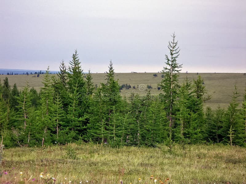 214 Krajobraz Syberyjska Tajga Zdjęcia - Bezpłatne i z licenncją ...