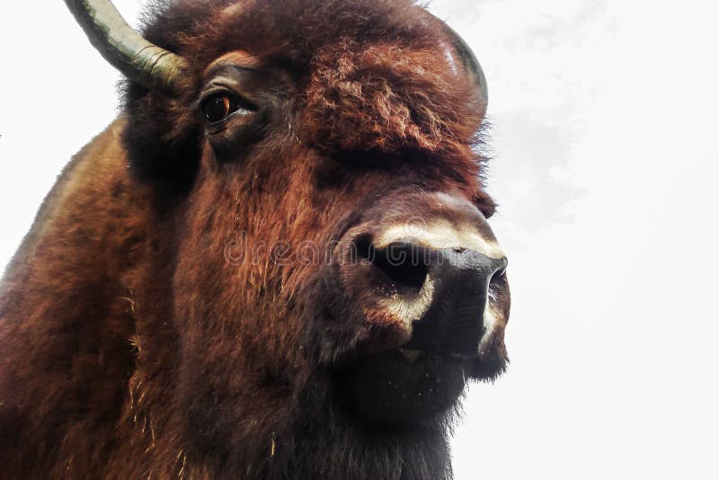 Bisonte bianco fotografia stock. Immagine di americano - 30806302