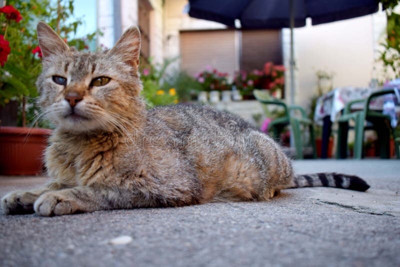 Hobo Cat Waits for Dinner Time Stock Image - Image of front, enjoying ...