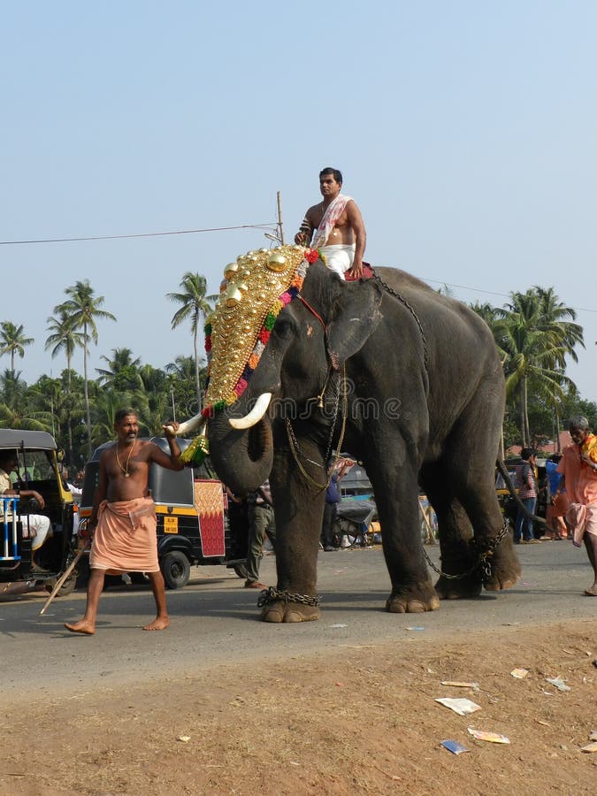 Proud Mahouts Accomany Their Elephant, Thrissur, Kerala, IndiaCentre ...