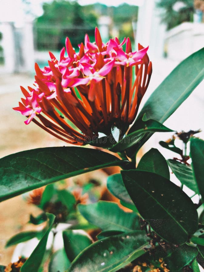 Each Flower, Has Its Own Way of Making those Who See it Happy Stock ...