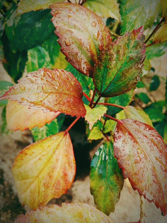 Each Leaf Has a Different Color Which Has a Beauty and a Meaning of the ...