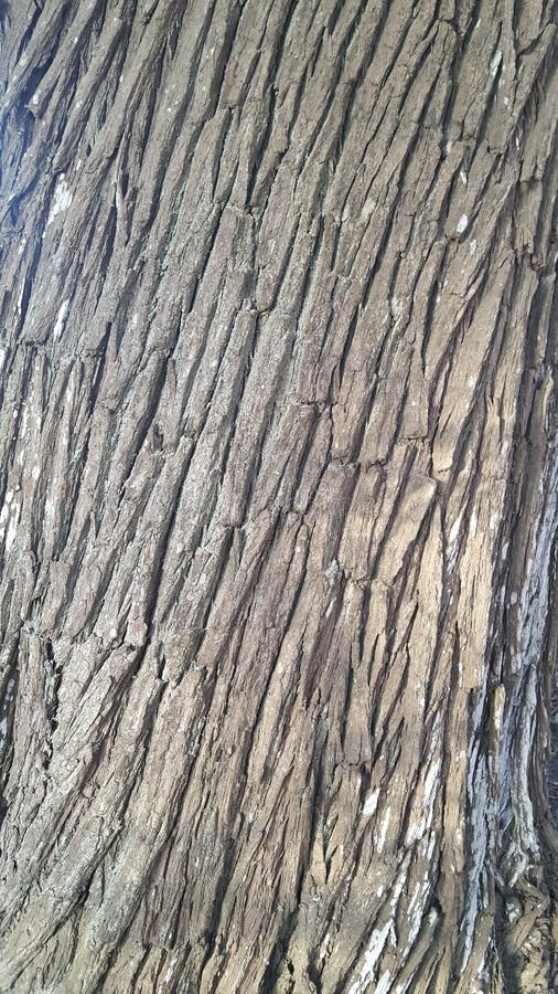 Beautiful and Unique Tree Bark Stock Photo - Image of vibrant ...