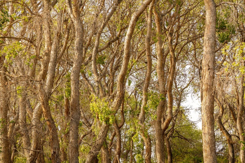 Each Tree, Unique in Its Shape, Forms a Lush Canopy Overhead, Filtering ...