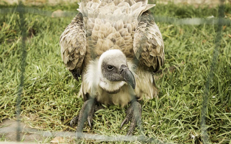 Eagel closed caged stock photo. Image of beautiful, pose - 89412952