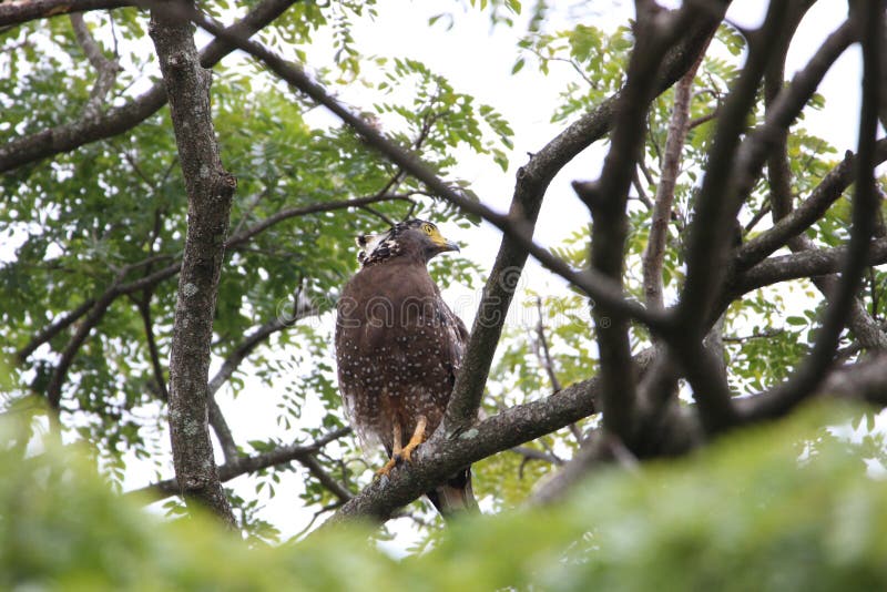 An eagle watch stock image. Image of huge, telephoto - 255883405