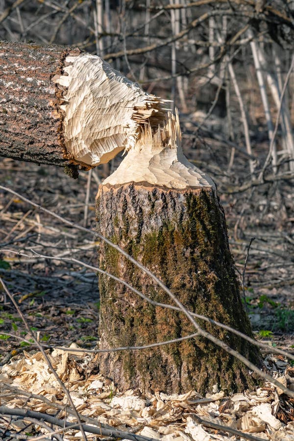 An Eager Beaver Worked Overnight To Chop Down this Tree Bit Off Bring ...