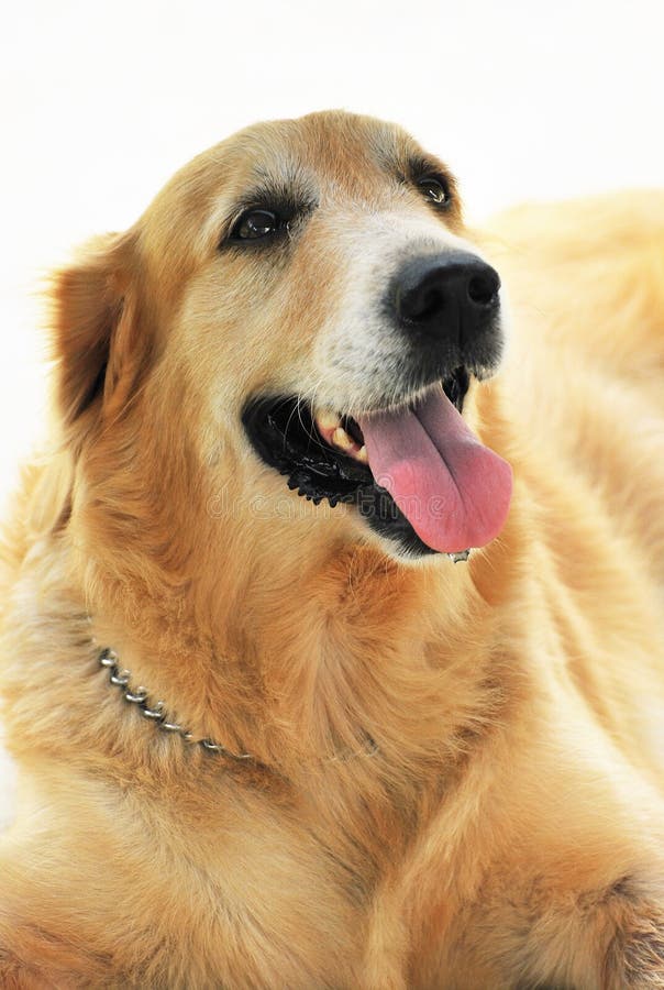 Happy Dog stock photo. Image of cute, nature, smile, outside - 4822392