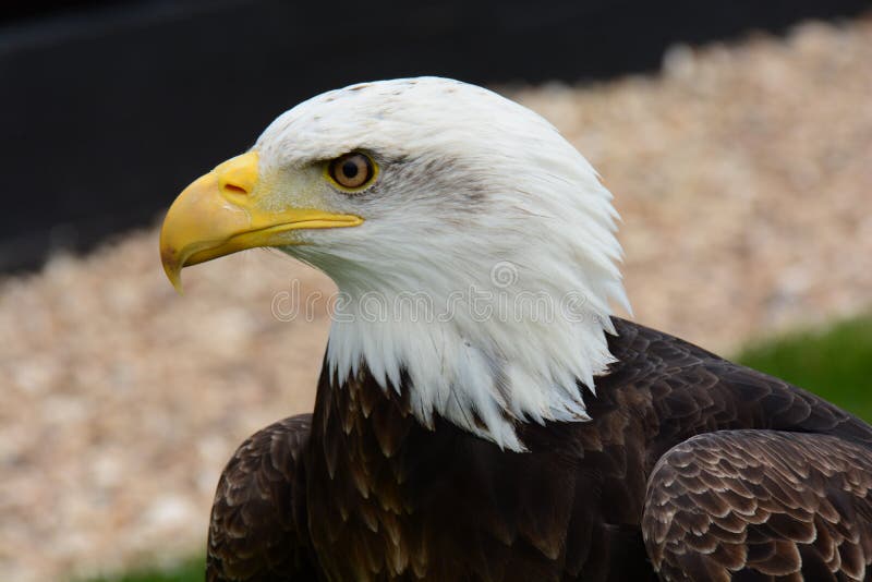 Eagle stock image. Image of nature, close, portrait, outdoors - 93265289