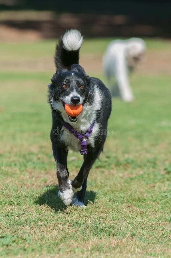 Eager and excited stock image. Image of fast, border - 71338977