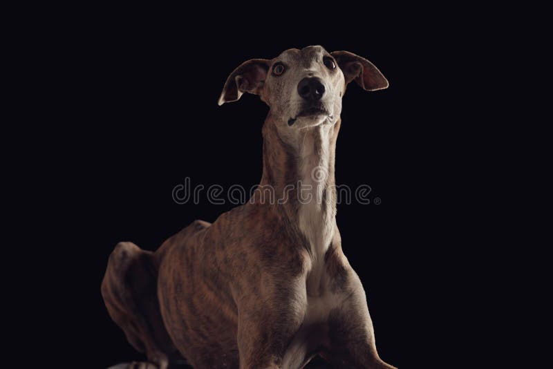 10,306 Eager Pirate Stock Photos - Free & Royalty-Free Stock Photos ...