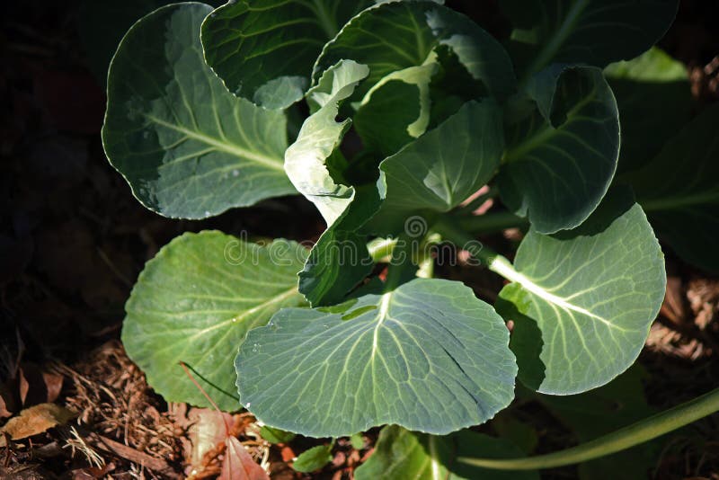 Eager Young Cabbage Plant Forming Cupped Shape Stock Image - Image of ...