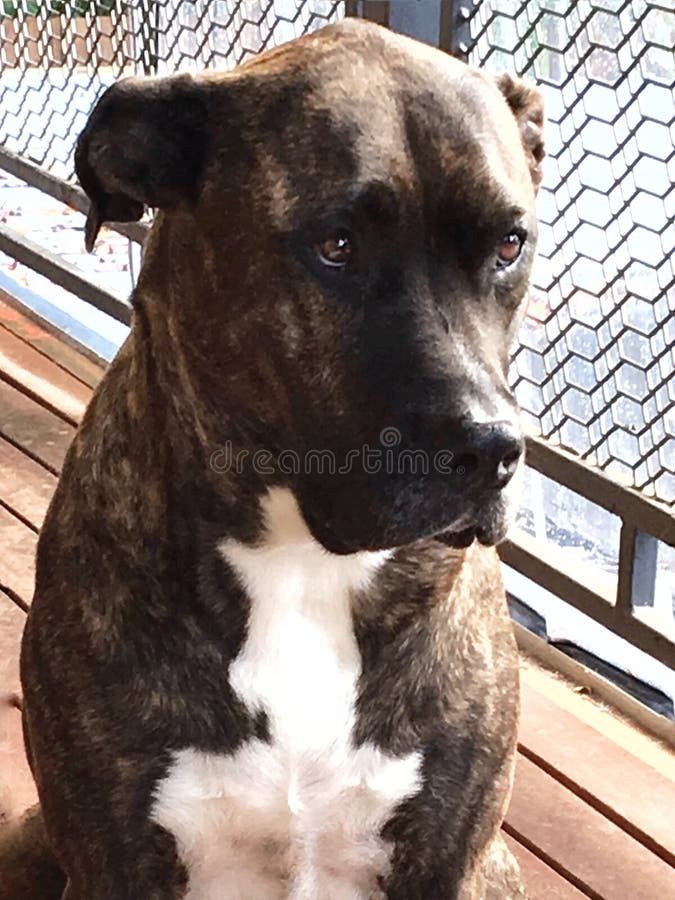 Eagerly trusted stock image. Image of companionship, goodheart - 76986165