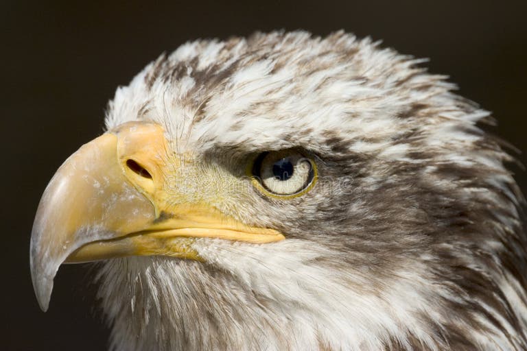 18,028 Bald Eagle Predator Stock Photos - Free & Royalty-Free Stock ...