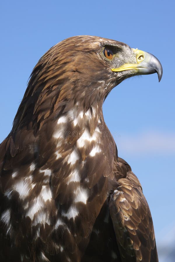 Eagle Portrait Picture. Image: 1649198