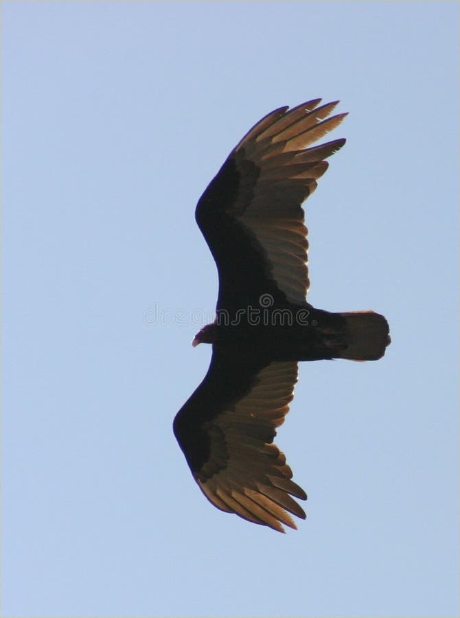 Eagle stock image. Image of blue, cuba, wing, flying, outstretched - 118743