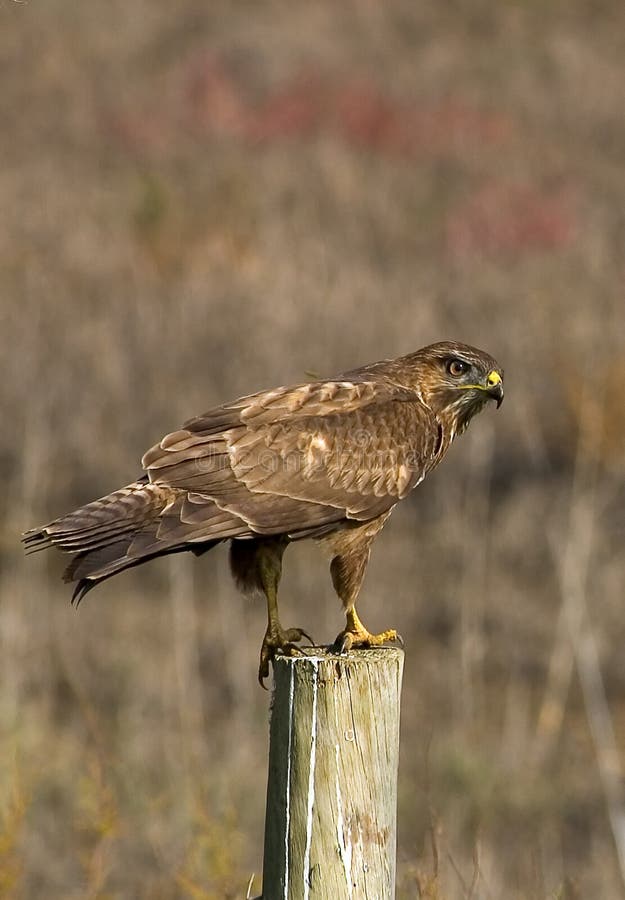 Eagle stock photo. Image of eagle, animal, rapacious - 12521968