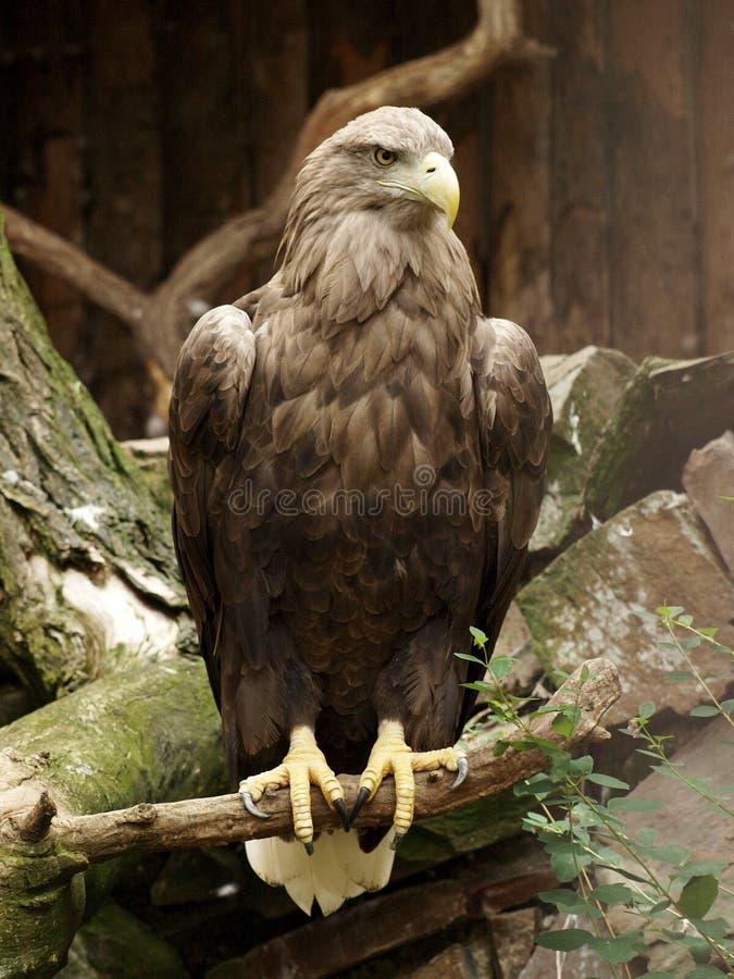 Eagle stock photo. Image of wood, branch, tamed, rock - 15490704