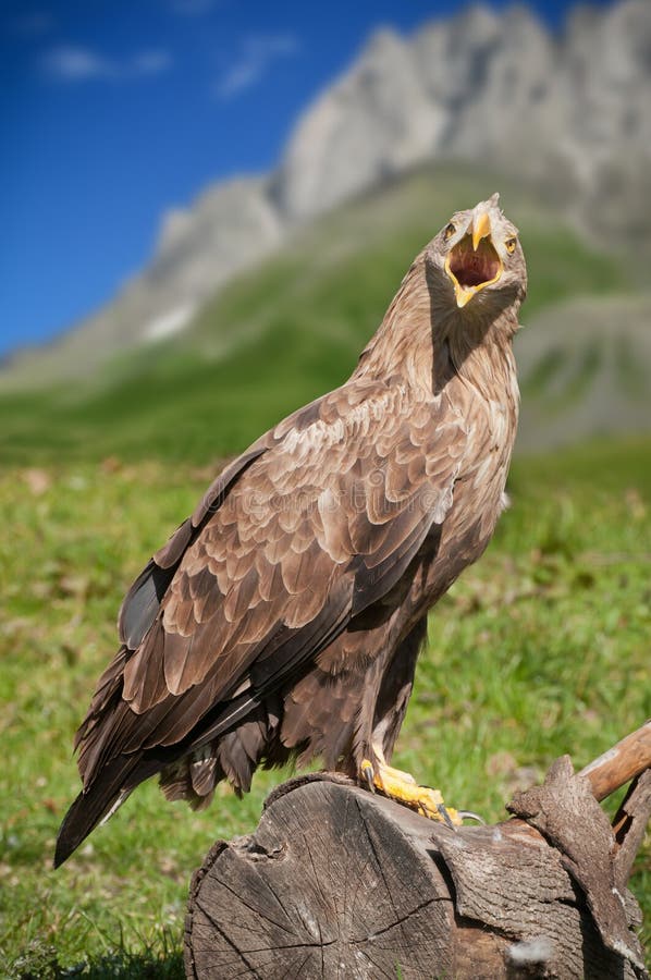 Eagle stock image. Image of magnificent, detailed, detail - 23901915