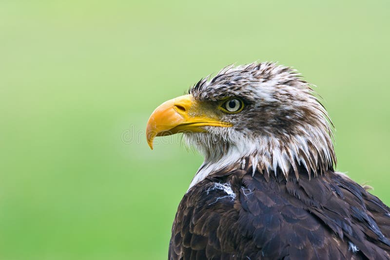 Eagle stock photo. Image of majestic, eagle, beak, outdoor - 24361052