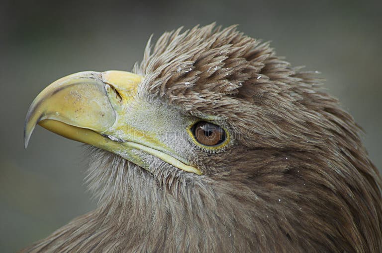 891 Eagle Scary Stock Photos - Free & Royalty-Free Stock Photos from ...