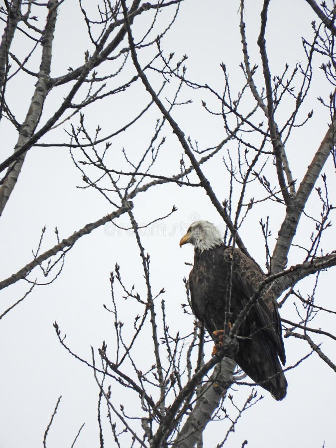 Cayuga Lake Eagle Sits in Tree Stock Photo - Image of cnytourism ...