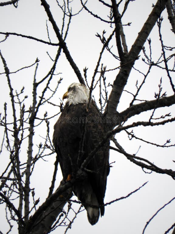 Bald Eagle Watches and Hunts Overlooking Cayuga Lake Stock Image ...