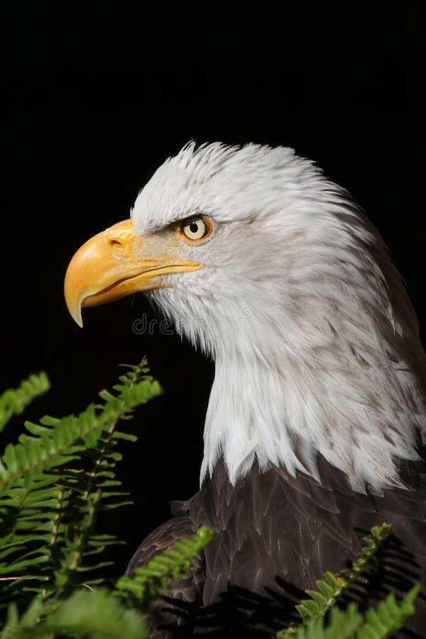 Eagle Portrait Picture. Image: 1649198