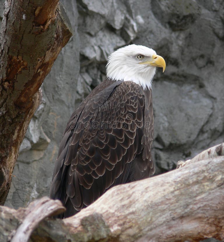 102 Bald Eagle National Bird History Stock Photos - Free & Royalty-Free ...