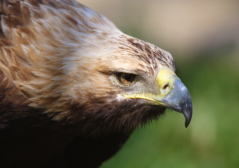 Golden eagle scream stock image. Image of colorful, forest - 31028777