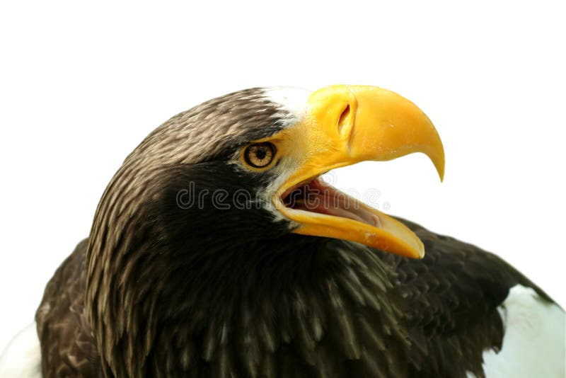 Eagle stock image. Image of severe, raptor, symbol, eagle - 4443317