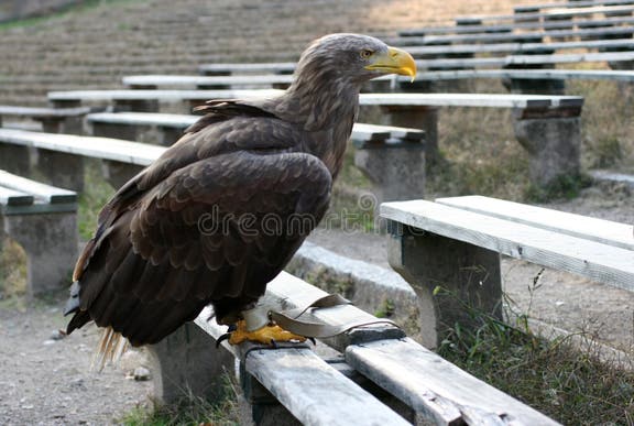 Eagle 99 stock image. Image of hawk, falconry, eagle, predator - 3696897