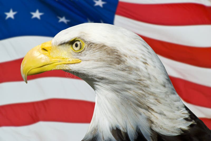 American flag and eagle stock image. Image of eagle, stars - 2674009