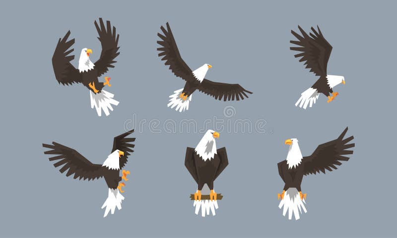 Eagle As Large Bird of Prey with Beak and Broad Black Wings in ...