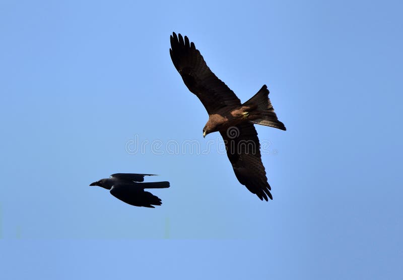 Eagle attacking a crow stock image. Image of wildlife - 246357133