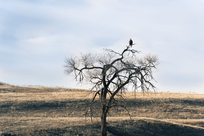 Eagle on the Bald Tree in the Steppe Stock Photo - Image of eagle, bird ...