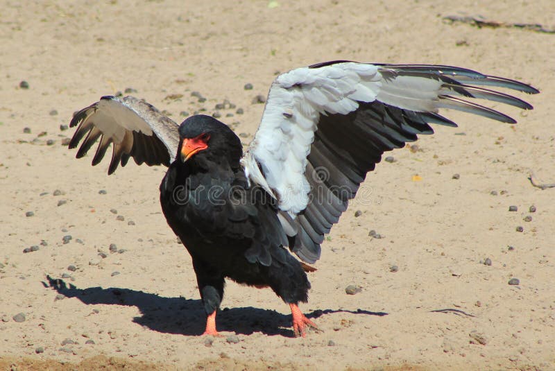 Eagle, Bateleur - Rapace Selvaggio Africano - Che Soffia Su Per Una ...