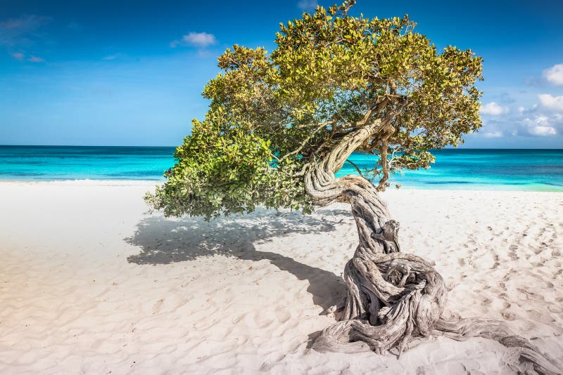 Eagle Beach with Divi Divi Tree on Aruba Island, Dutch Antilles Stock ...
