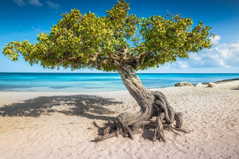 Eagle Beach with Divi Divi Tree on Aruba Island, Dutch Antilles Stock ...