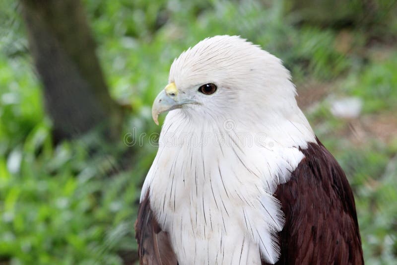 The Java Eagle on the Mini Zoo Cage, Semarang Central Java Stock Photo ...