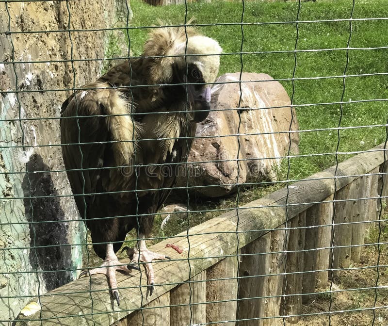 An Eagle Behind a Metal Cage in a Zoo. a Bird of Prey in Captivity ...