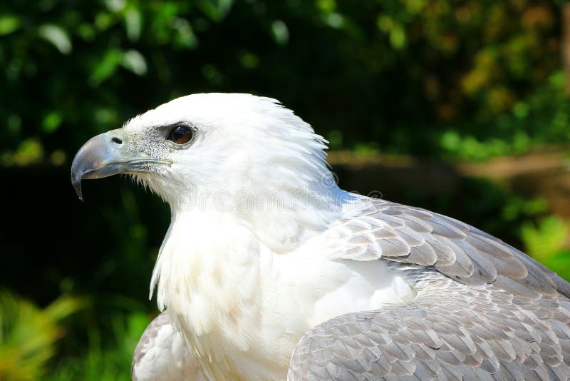 Testa bianca dell'aquila fotografia stock. Immagine di predatore - 17114472