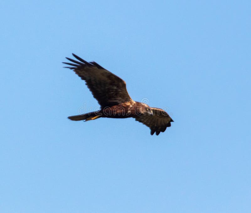 Eagle Bird in Flight Against the Sky. Stock Photo - Image of hawk ...