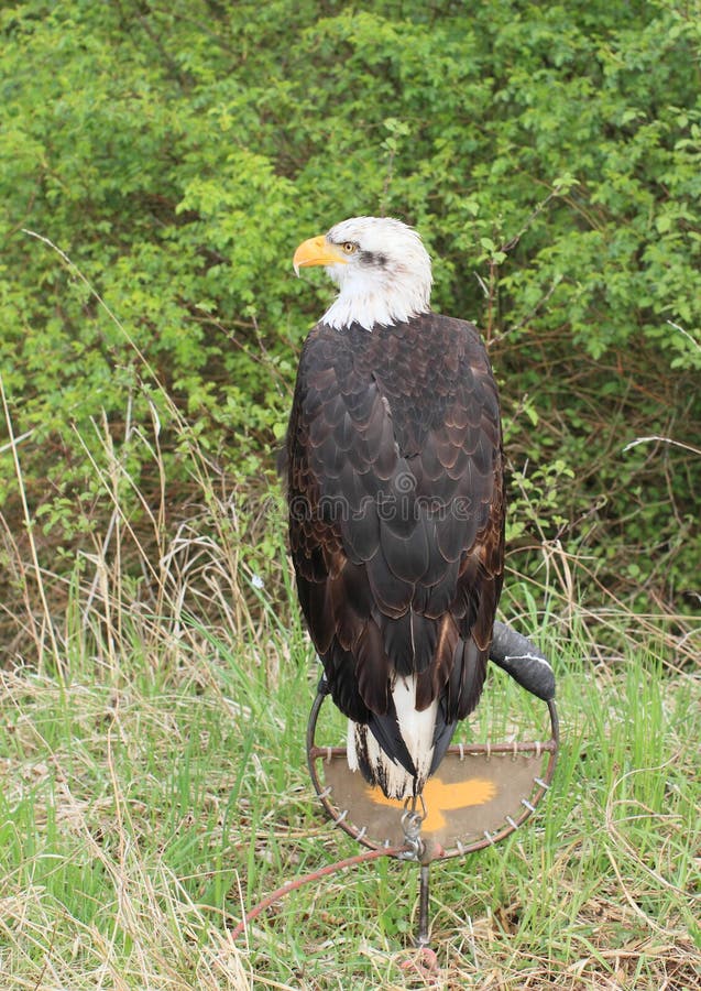 Eagle stock image. Image of wild, eagle, standing, ruffling - 40268949