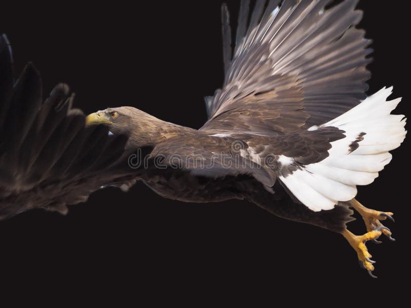 Eagle Black Flying Serious Full Size Stock Photo - Image of full ...