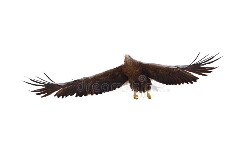 Eagle Black Flying Serious Full Size Isolated Stock Image - Image of ...