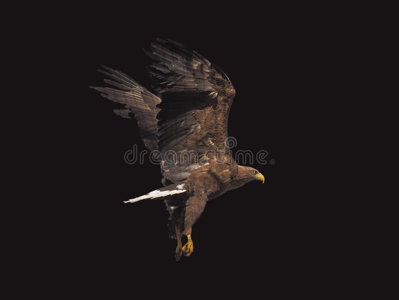 Eagle Black Flying Serious Full Size Isolated Stock Photo - Image of ...