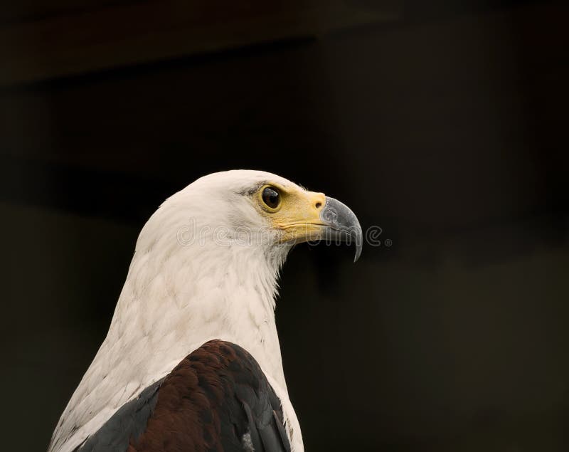 Eagle stock image. Image of glory, bold, wings, flight - 123572319