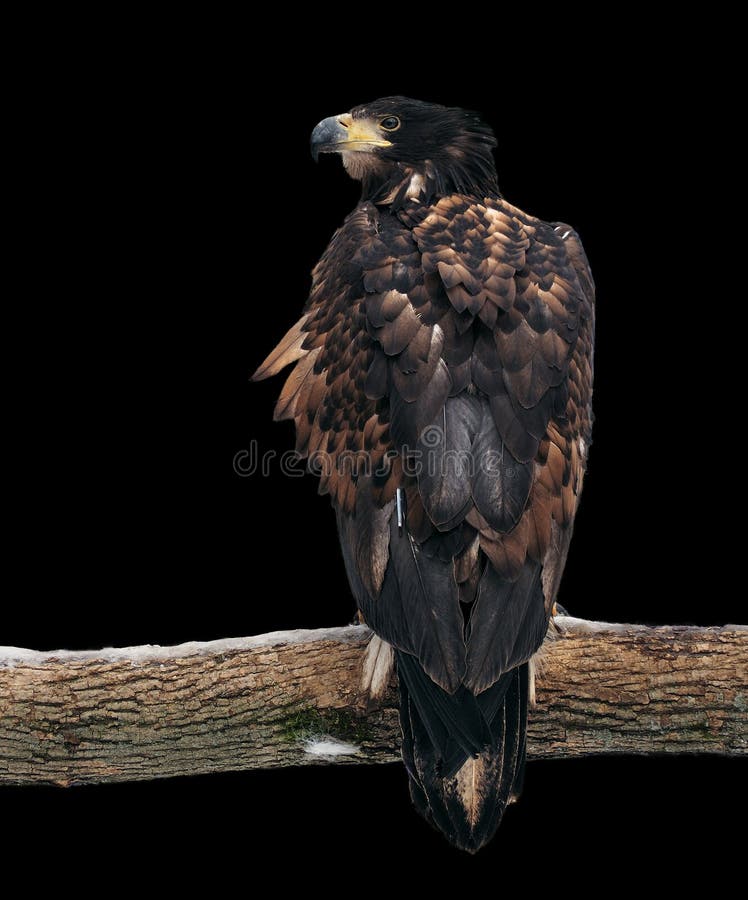 Eagle at the Branch Looking Back Isolated at Black Stock Image - Image ...
